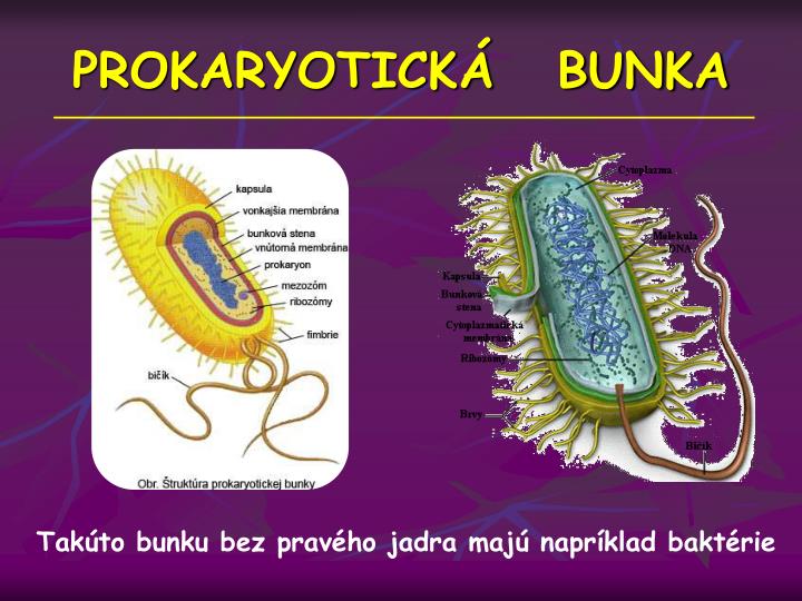 PPT - ŽIVOČÍŠNA BUNKA PowerPoint Presentation - ID:5992323