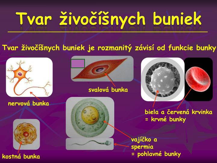 PPT - ŽIVOČÍŠNA BUNKA PowerPoint Presentation - ID:5992323