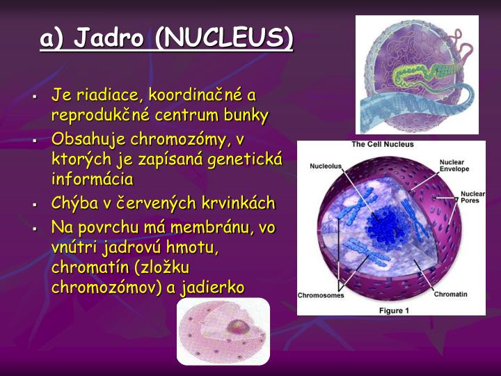 PPT - ŽIVOČÍŠNA BUNKA PowerPoint Presentation - ID:5992323