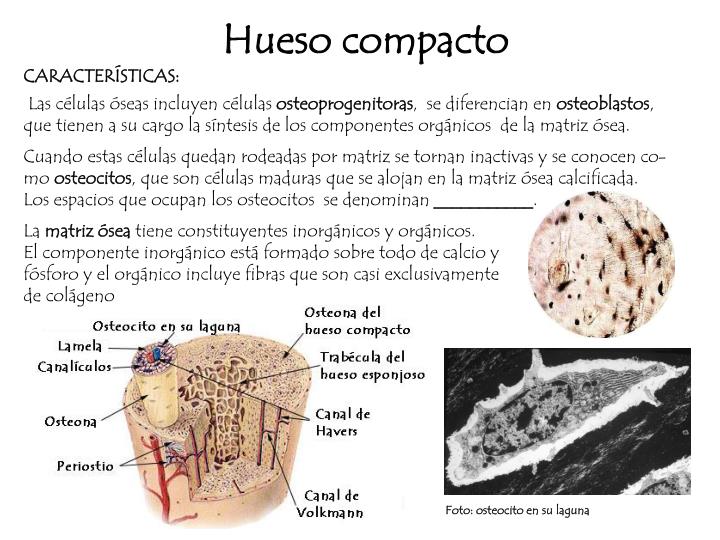 PPT - Tejido conectivo PowerPoint Presentation - ID:5993072
