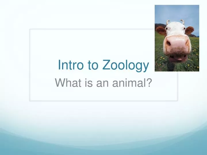PPT - Intro to Zoology PowerPoint Presentation, free download - ID:5998438