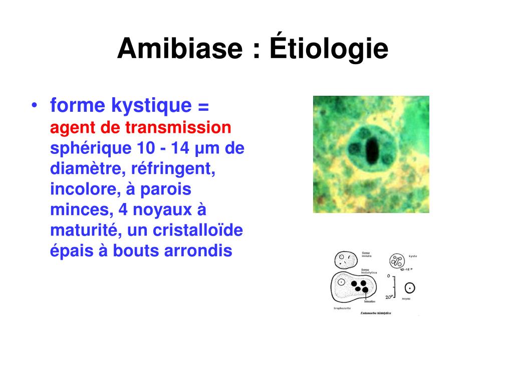 PPT - UNIVERSITE MOHAMED BEN ABDELLAH FACULTE DES SCIENCES DHER EL ...