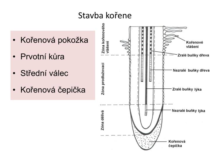 PPT - Stavba rostlinného těla Kořen, stonek PowerPoint Presentation ...