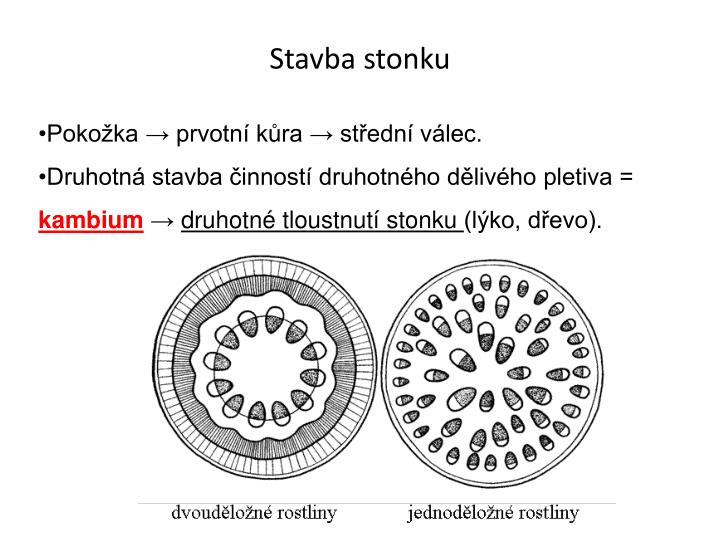 PPT - Stavba rostlinného těla Kořen, stonek PowerPoint Presentation ...