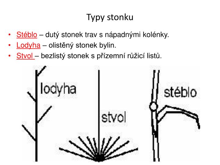 PPT - Stavba rostlinného těla Kořen, stonek PowerPoint Presentation ...