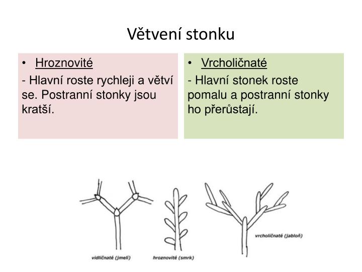 PPT - Stavba rostlinného těla Kořen, stonek PowerPoint Presentation ...