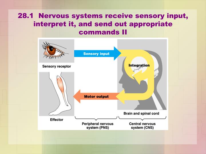 PPT - CHAPTER 28 Nervous System PowerPoint Presentation - ID:6005289