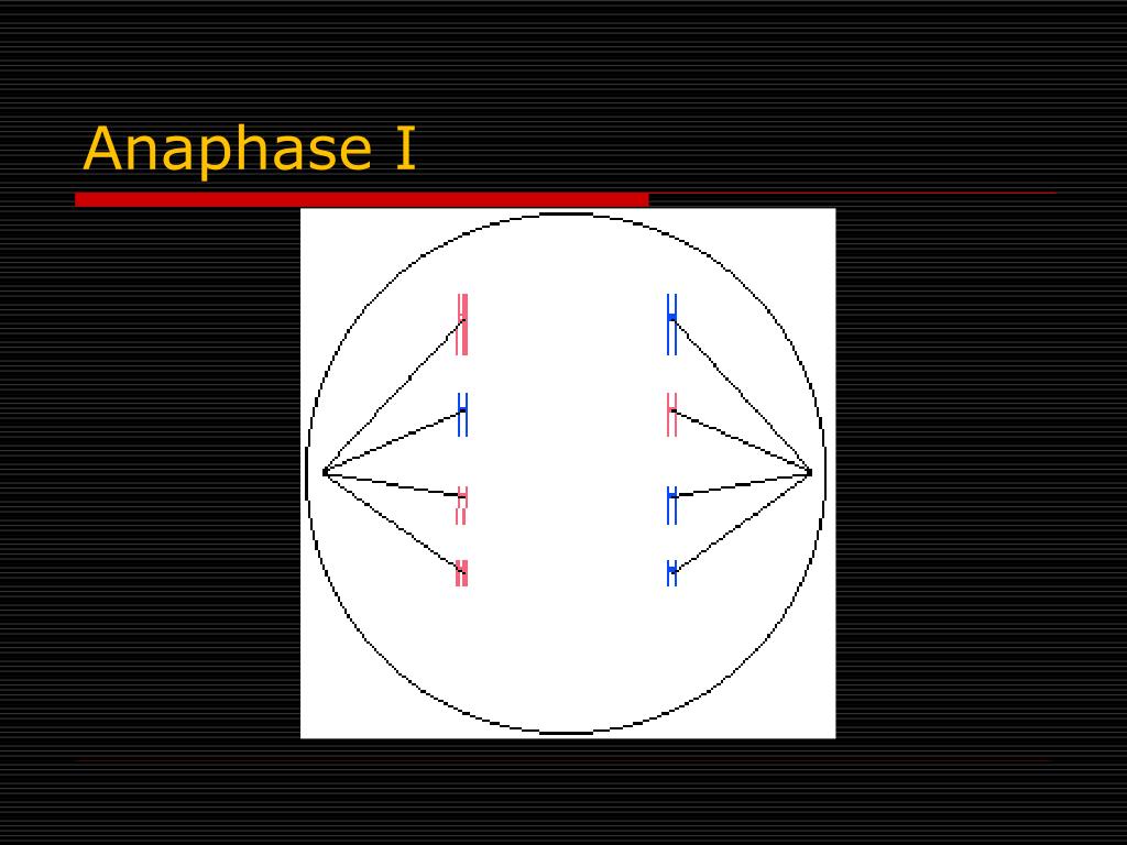 PPT - MEIOSIS PowerPoint Presentation, free download - ID:6005488