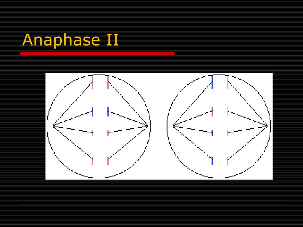 PPT - MEIOSIS PowerPoint Presentation, free download - ID:6005488