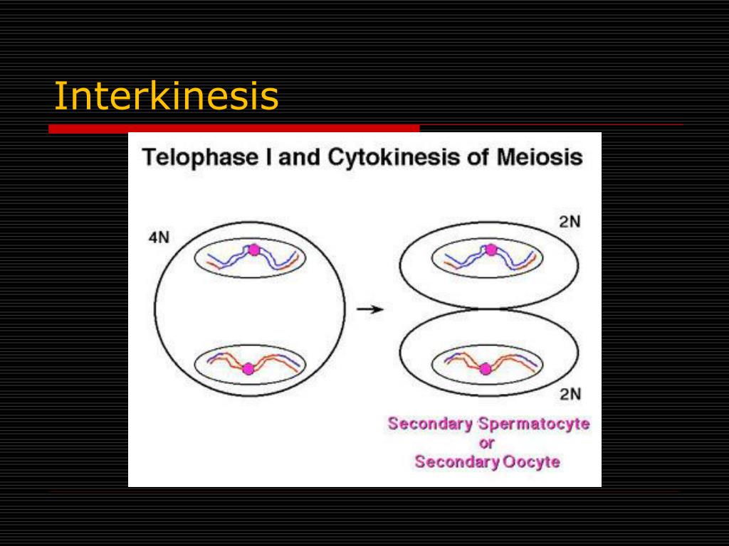 PPT - MEIOSIS PowerPoint Presentation, free download - ID:6005488