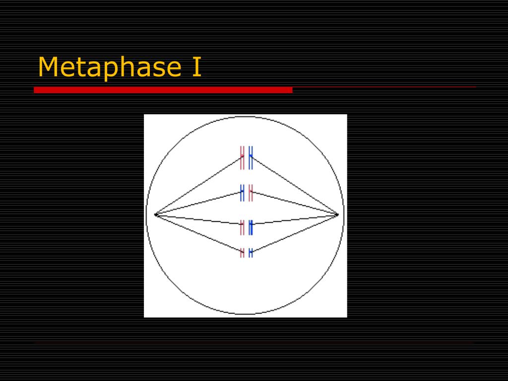 PPT - MEIOSIS PowerPoint Presentation, free download - ID:6005488