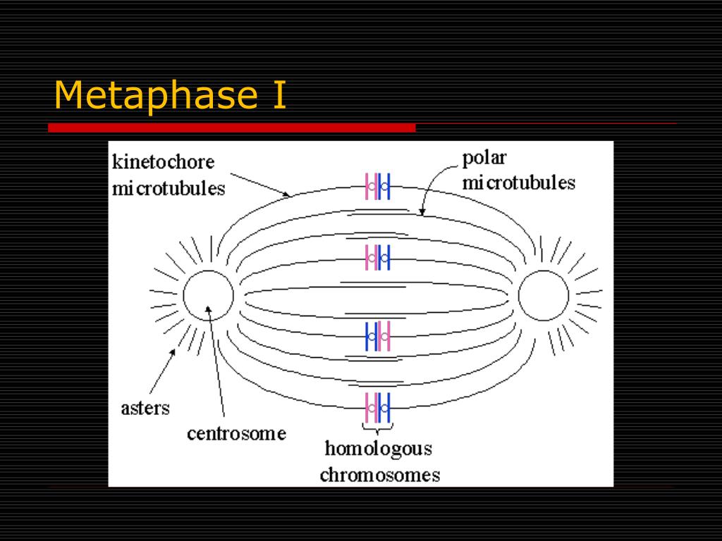 PPT - MEIOSIS PowerPoint Presentation, free download - ID:6005488