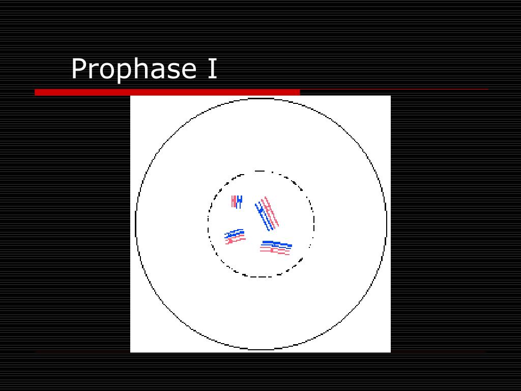 PPT - Understanding Meiosis: Cellular Reproduction of Reproductive ...