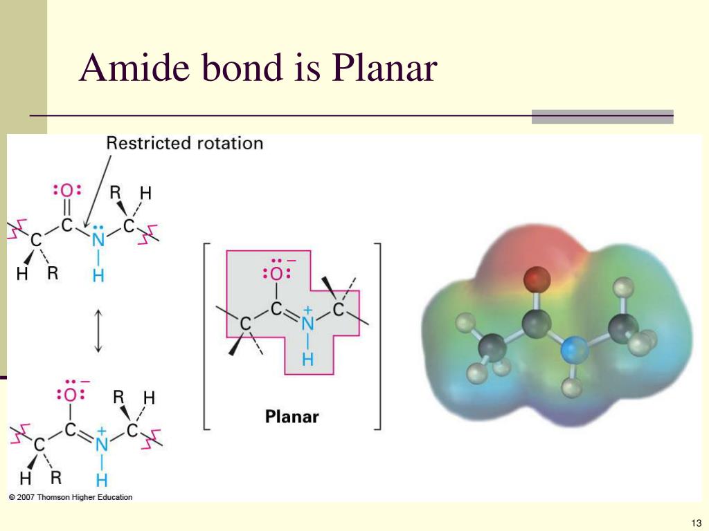 PPT - Proteins – Amides from Amino Acids PowerPoint Presentation, free ...
