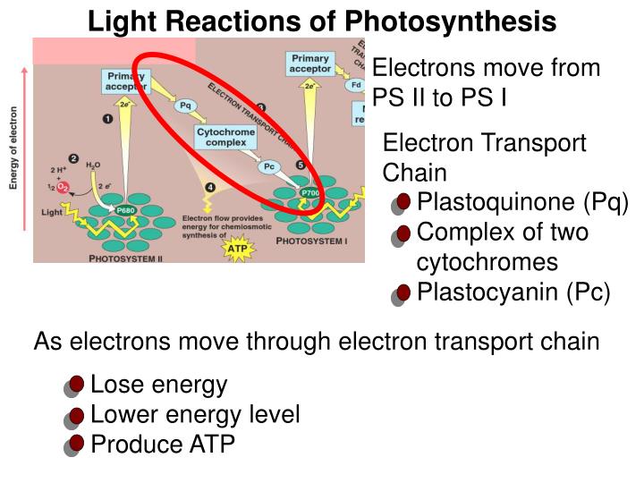 PPT - Lab 7: The Light Reactions of Photosynthesis PowerPoint ...