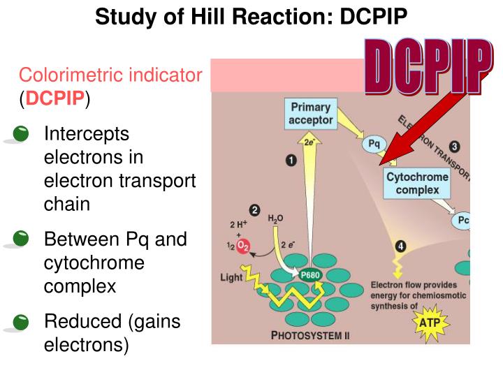 PPT - Lab 7: The Light Reactions of Photosynthesis PowerPoint ...