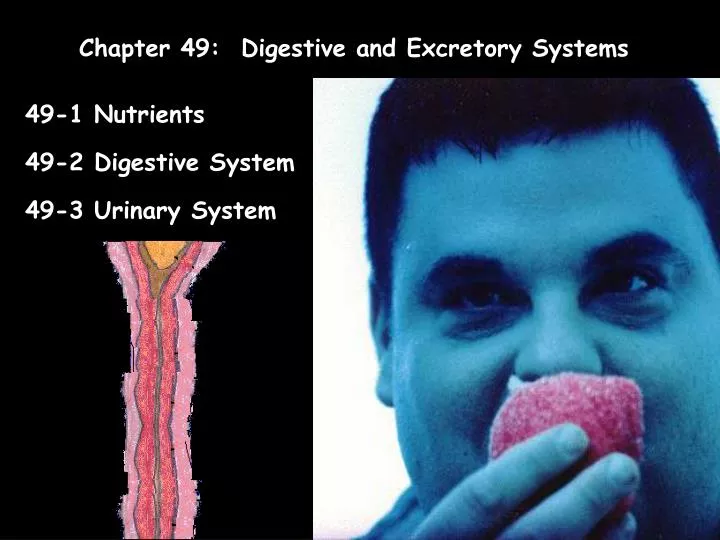 PPT - Chapter 49: Digestive and Excretory Systems PowerPoint ...