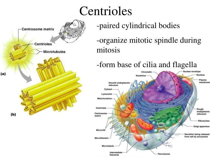PPT - Structure of a Generalized Cell PowerPoint Presentation - ID:6006894