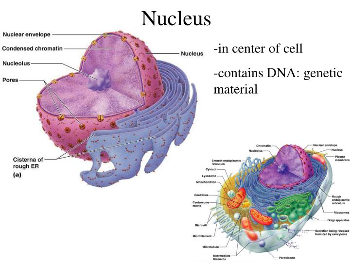 PPT - Structure of a Generalized Cell PowerPoint Presentation - ID:6006894