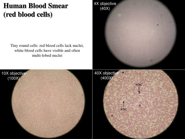 PPT - Structure of a Generalized Cell PowerPoint Presentation - ID:6006894