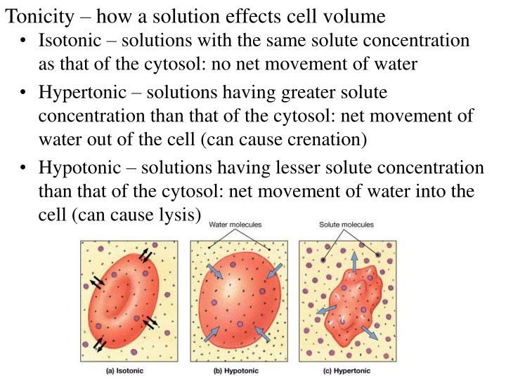 PPT - Structure of a Generalized Cell PowerPoint Presentation - ID:6006894