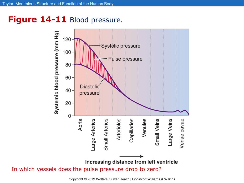 PPT - Chapter 14: Blood Vessels and Blood Circulation PowerPoint ...