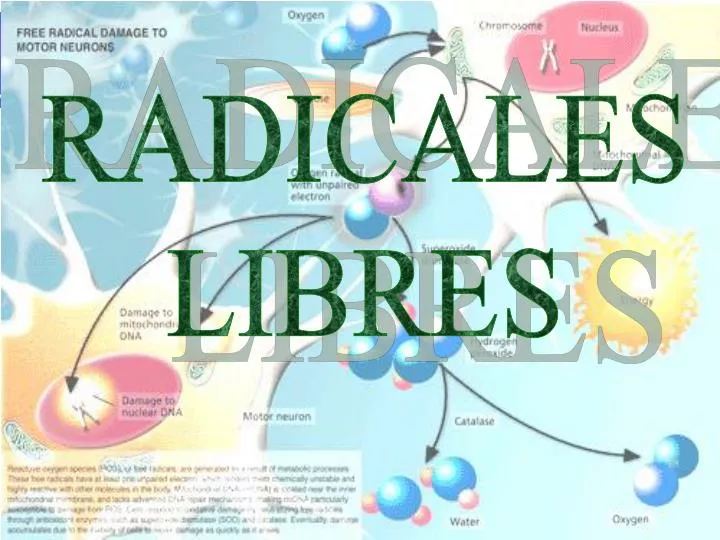 PPT - RADICALES LIBRES PowerPoint Presentation, free download - ID:6007667