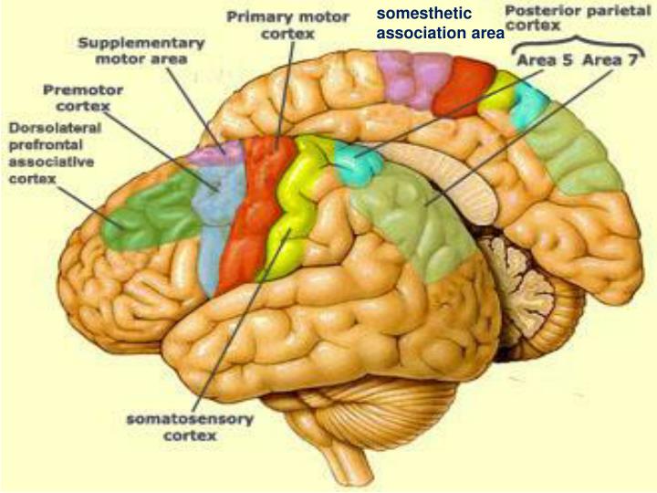 PPT - TELENCEPHALON PowerPoint Presentation - ID:6008888