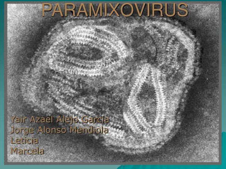 PPT - PARAMIXOVIRUS PowerPoint Presentation, free download - ID:6010102