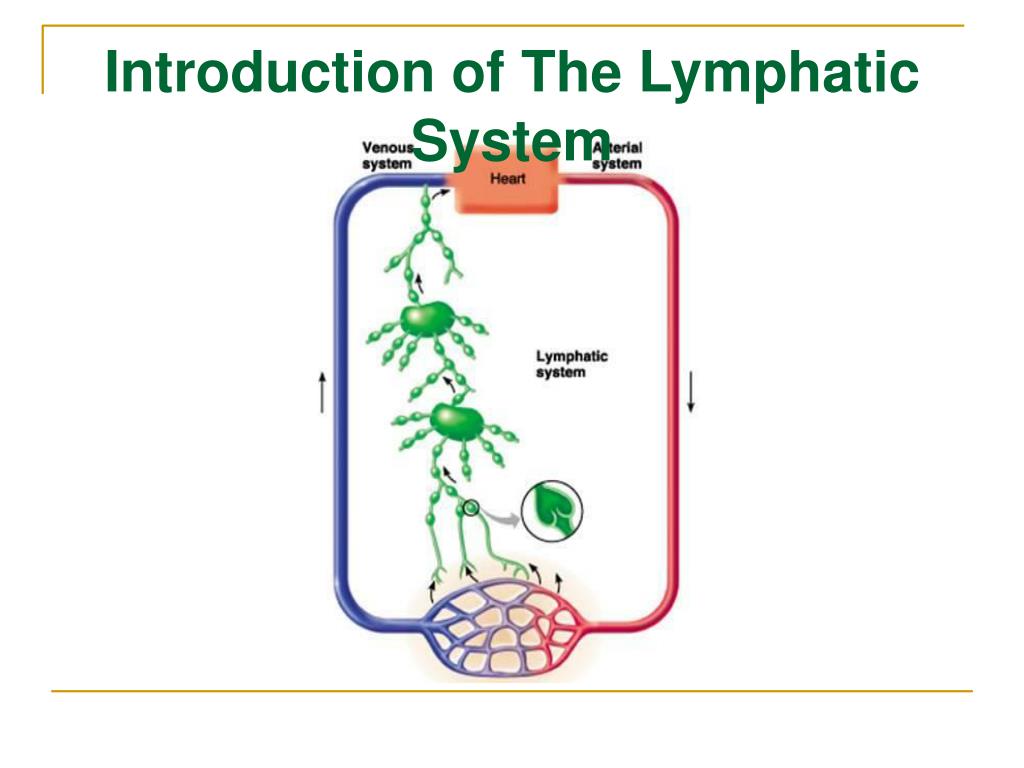 Ppt The Lymphatic System Powerpoint Presentation Free Download Id