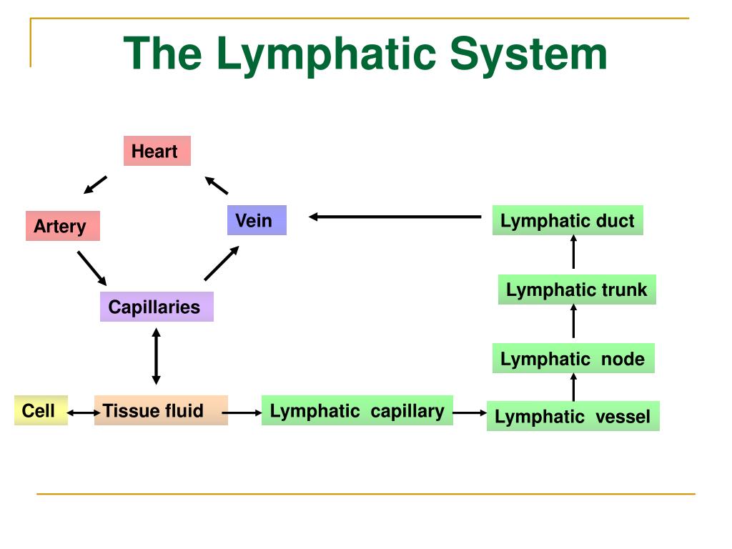 Ppt The Lymphatic System Powerpoint Presentation Free Download Id