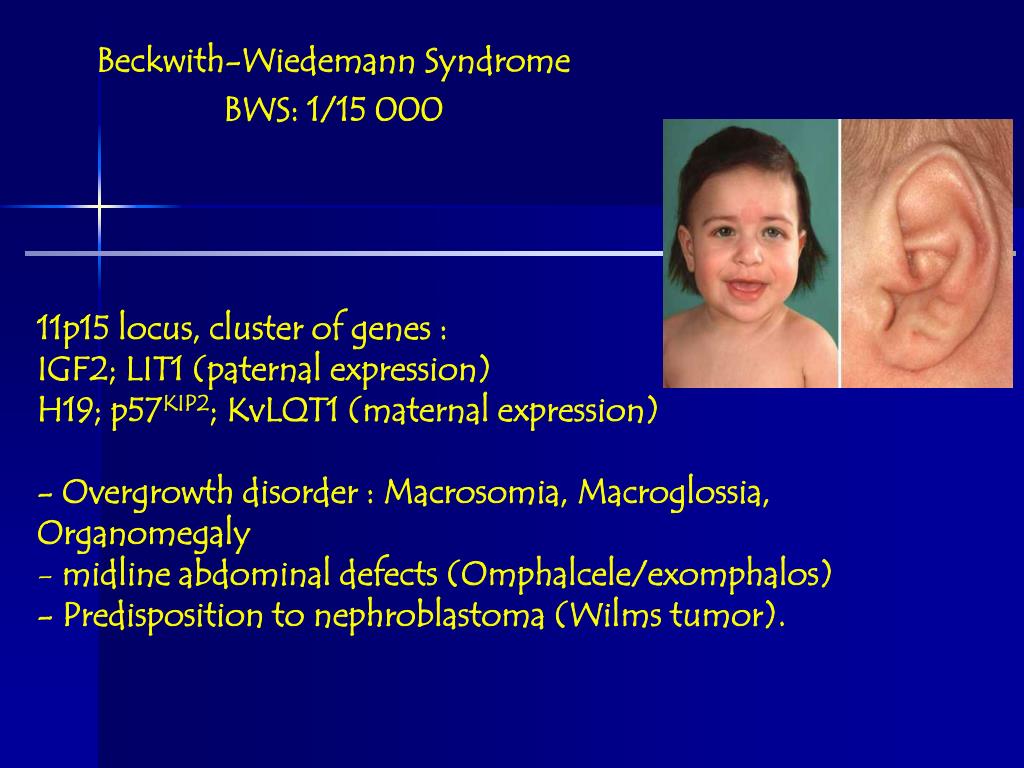 PPT - Early Embryogenesis Metabolism and Genes Imprinting PowerPoint ...