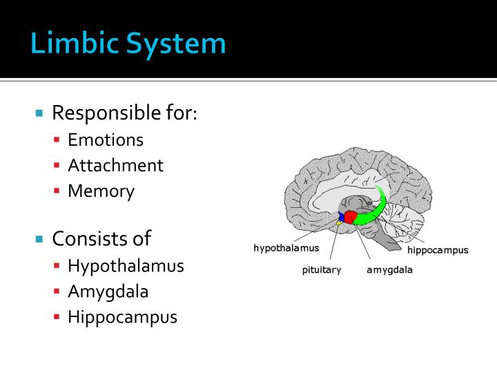 PPT - The Impact of Toxic Stress, Adverse Experiences on the Brain ...