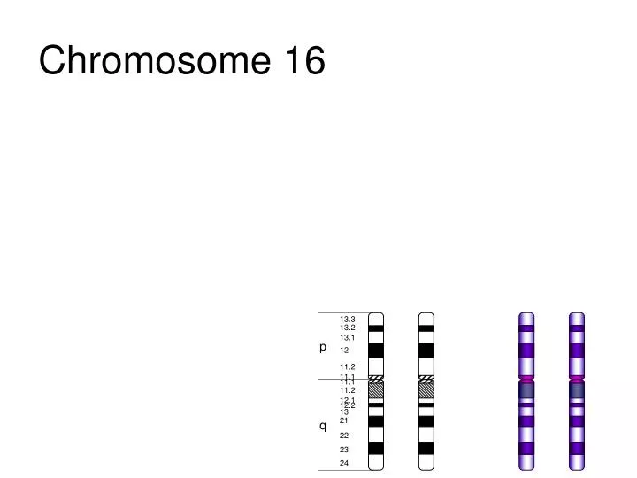 PPT - Chromosome 16 PowerPoint Presentation, free download - ID:6013268