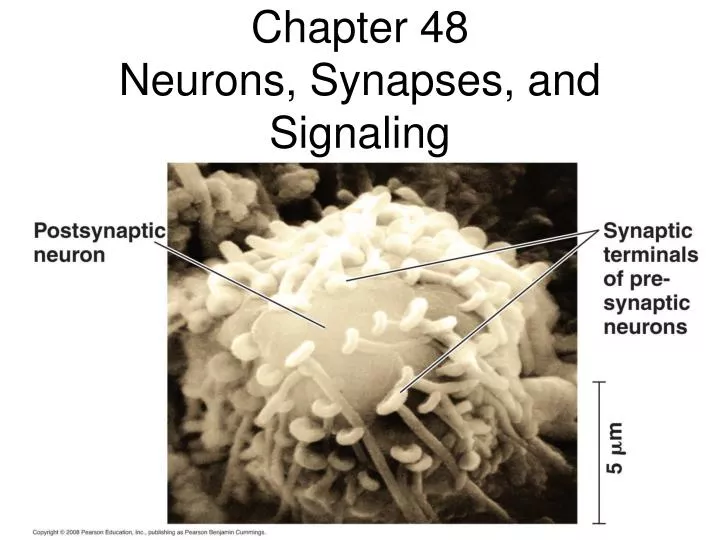PPT - Chapter 48 Neurons, Synapses, and Signaling PowerPoint ...
