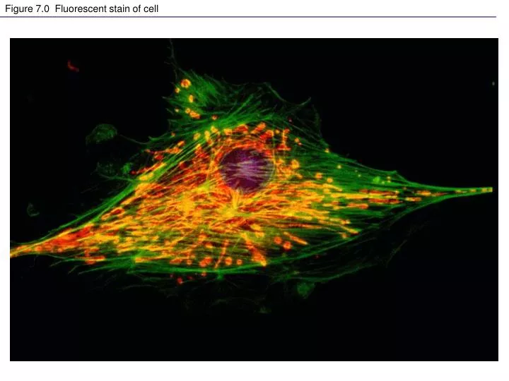 Ppt Figure 70 Fluorescent Stain Of Cell Powerpoint Presentation Free Download Id6013908