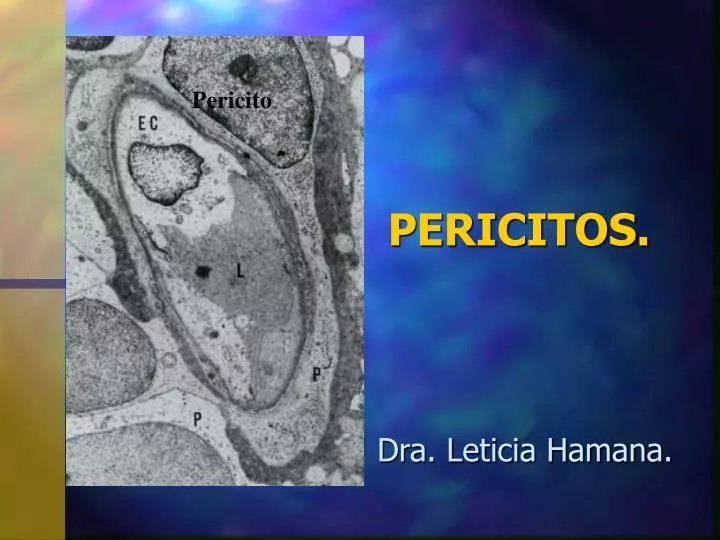 PPT - PERICITOS. PowerPoint Presentation, free download - ID:6014303