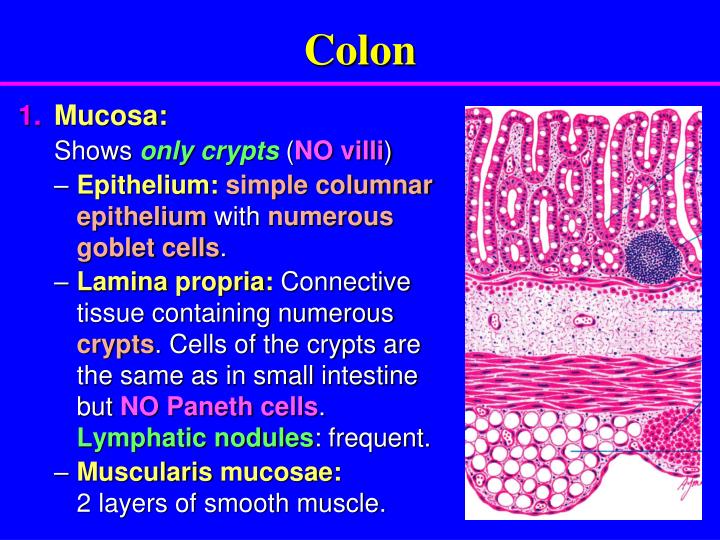PPT - DIGESTIVE SYSTEM PowerPoint Presentation - ID:6015619