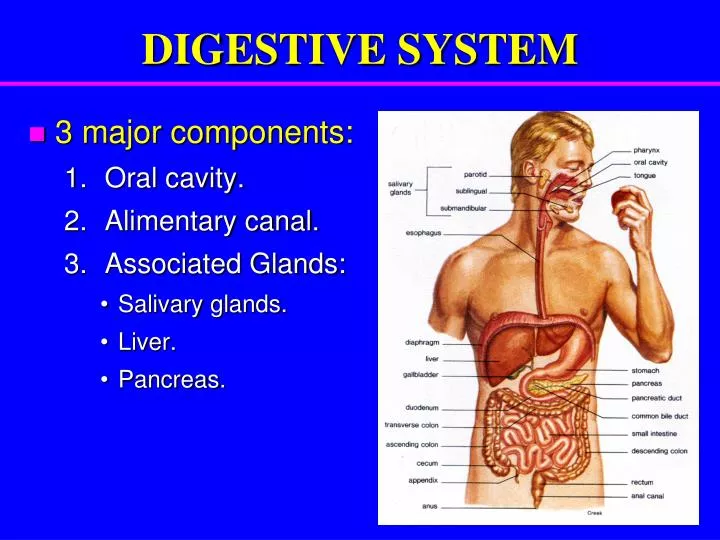 PPT - DIGESTIVE SYSTEM PowerPoint Presentation, free download - ID:6015619