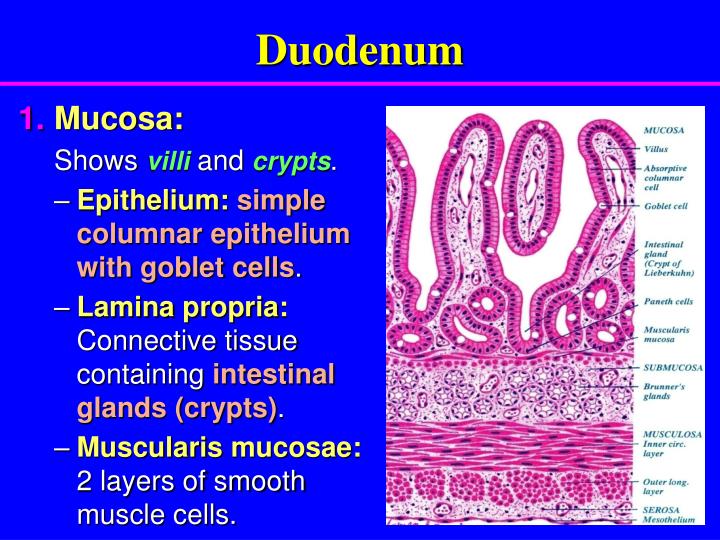 PPT - DIGESTIVE SYSTEM PowerPoint Presentation - ID:6015619