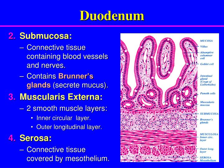 PPT - DIGESTIVE SYSTEM PowerPoint Presentation - ID:6015619