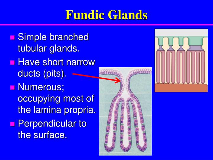 PPT - DIGESTIVE SYSTEM PowerPoint Presentation - ID:6015619