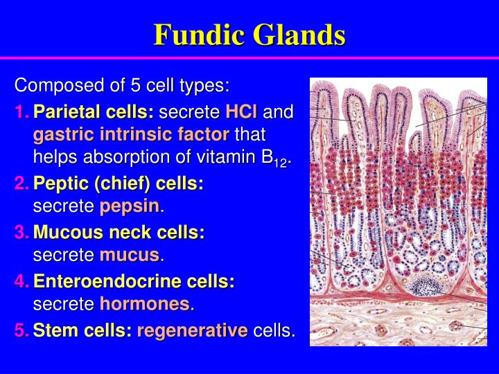 PPT - DIGESTIVE SYSTEM PowerPoint Presentation - ID:6015619