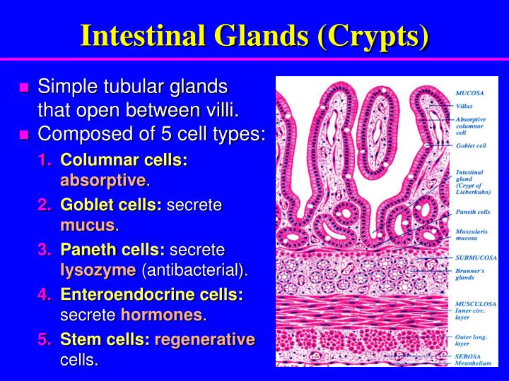 PPT - DIGESTIVE SYSTEM PowerPoint Presentation - ID:6015619