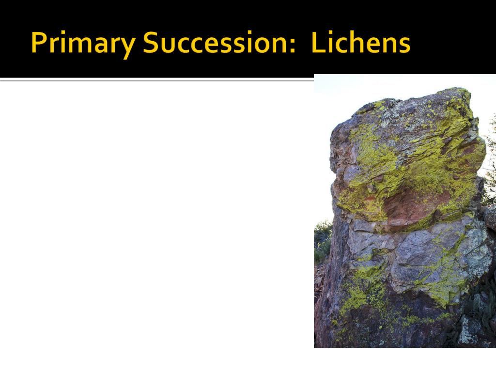 PPT - Ecological Succession : (Important info in blue) PowerPoint ...