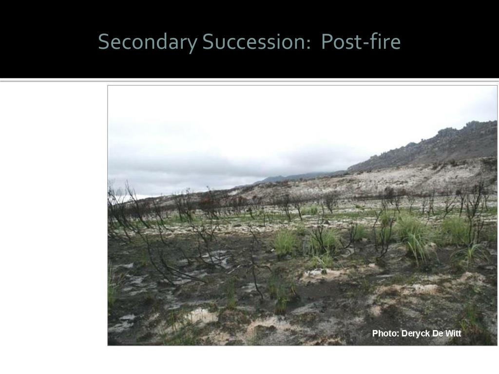 PPT - Ecological Succession : (Important info in blue) PowerPoint ...