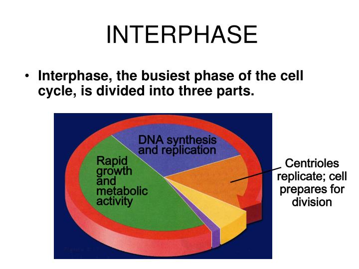 PPT - Objectives: I CAN… PowerPoint Presentation - ID:6019213