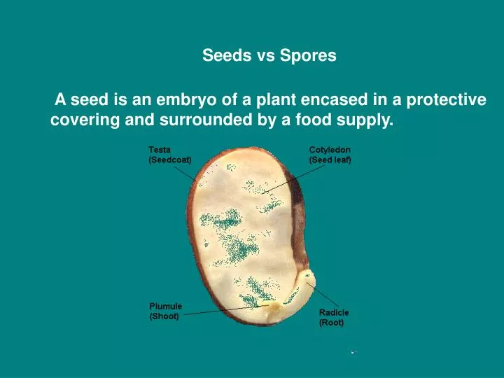 PPT - Seeds vs Spores PowerPoint Presentation, free download - ID:6019546
