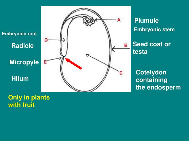 PPT - Seeds vs Spores PowerPoint Presentation - ID:6019546