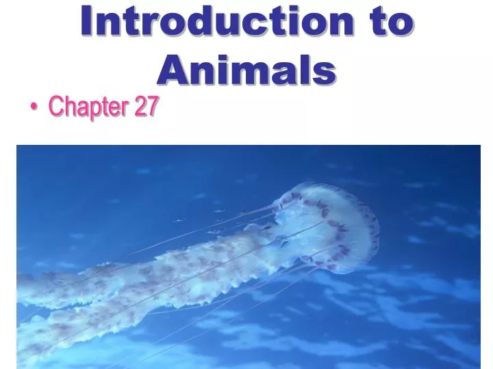 PPT - Introduction to Animals PowerPoint Presentation, free download ...